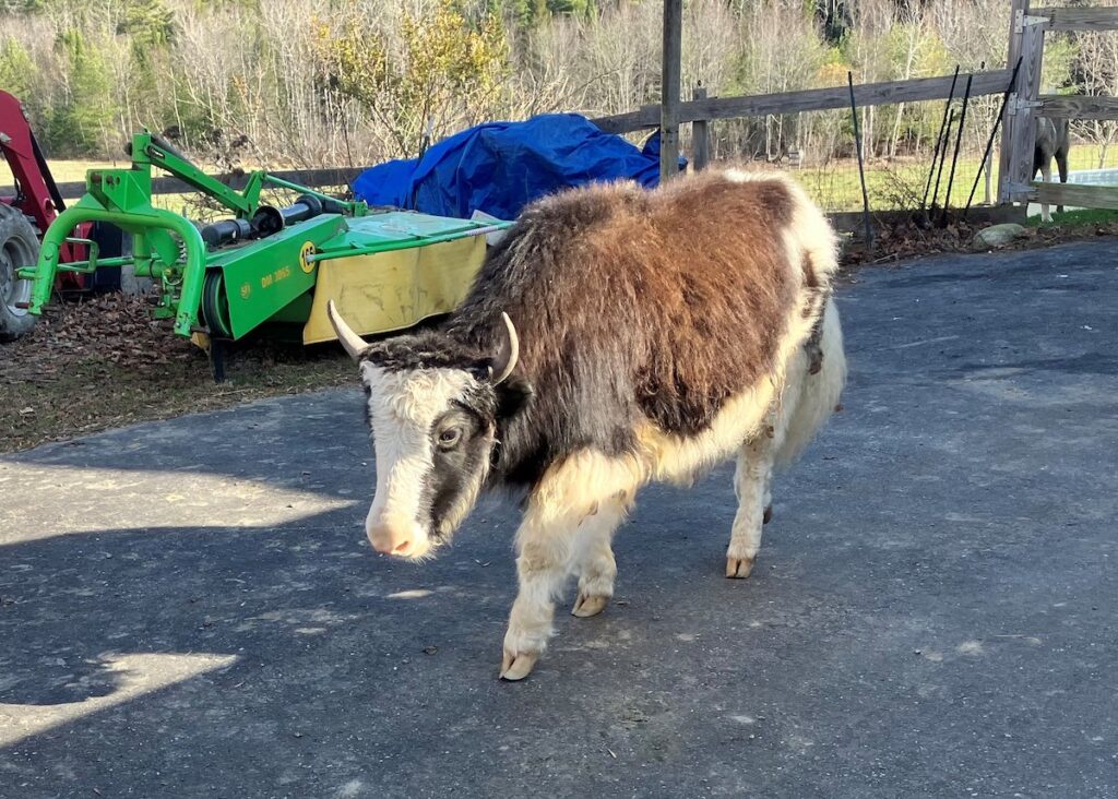 Raising Domestic Yaks - Countryside